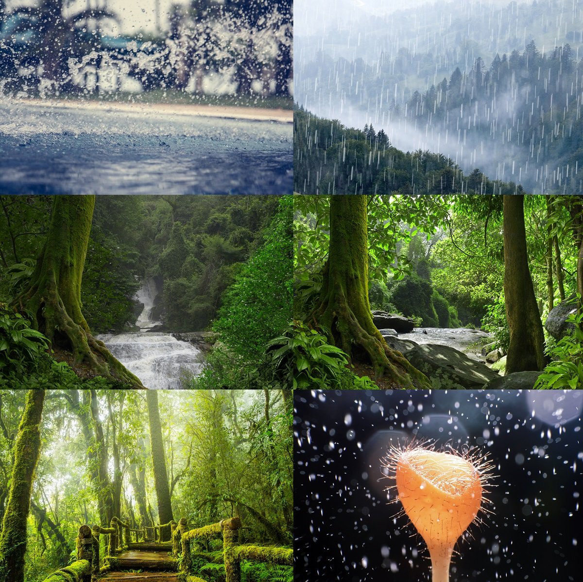 Collection of tropical rain forest water drop leaf close-up image of ...