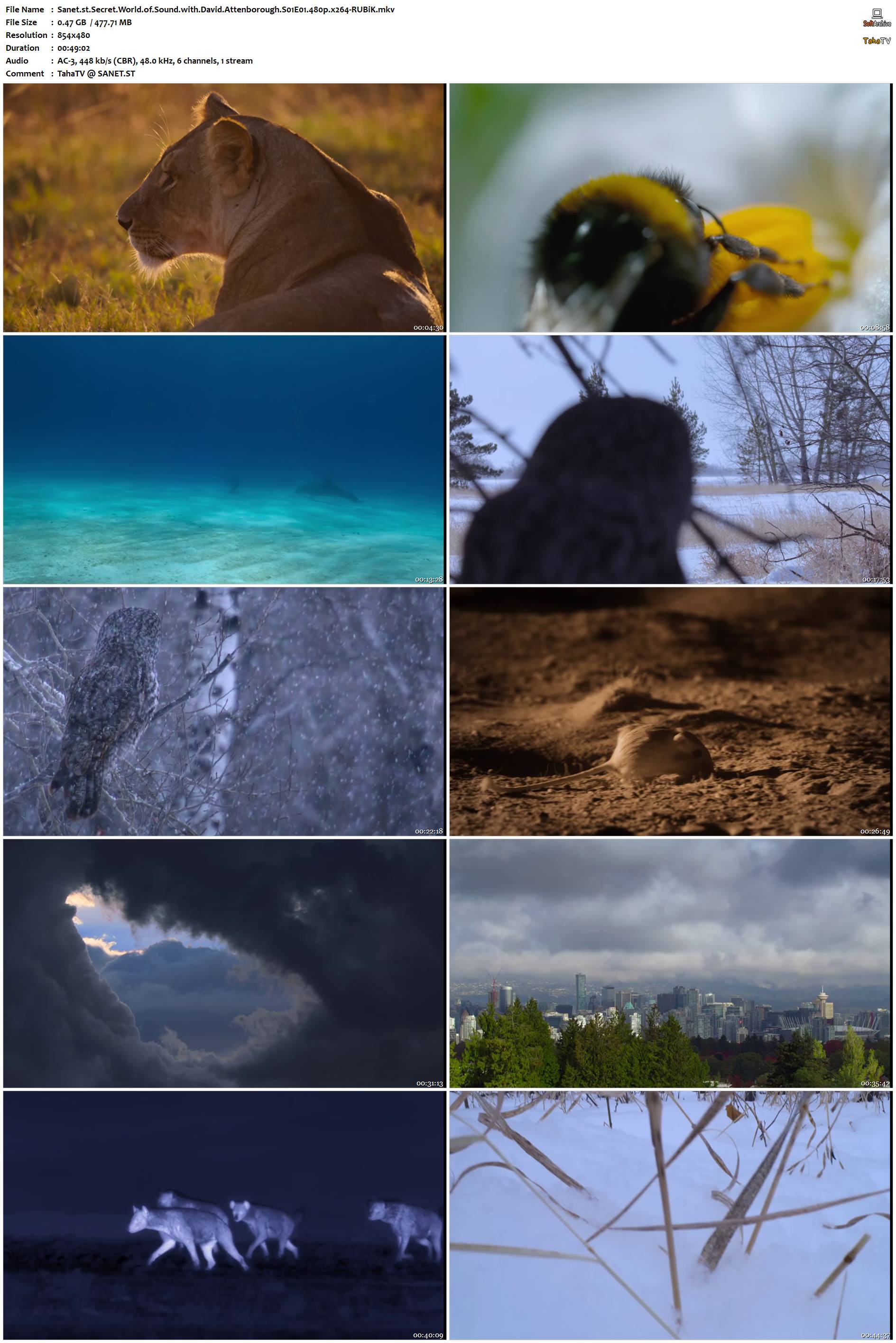 Secret World of Sound with David Attenborough S01 480p x264-RUBiK ...