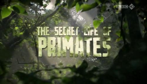 BBC - The Secret Life of Primates (2009) 720p BRRips x264 AAC-DiVERSiTY ...