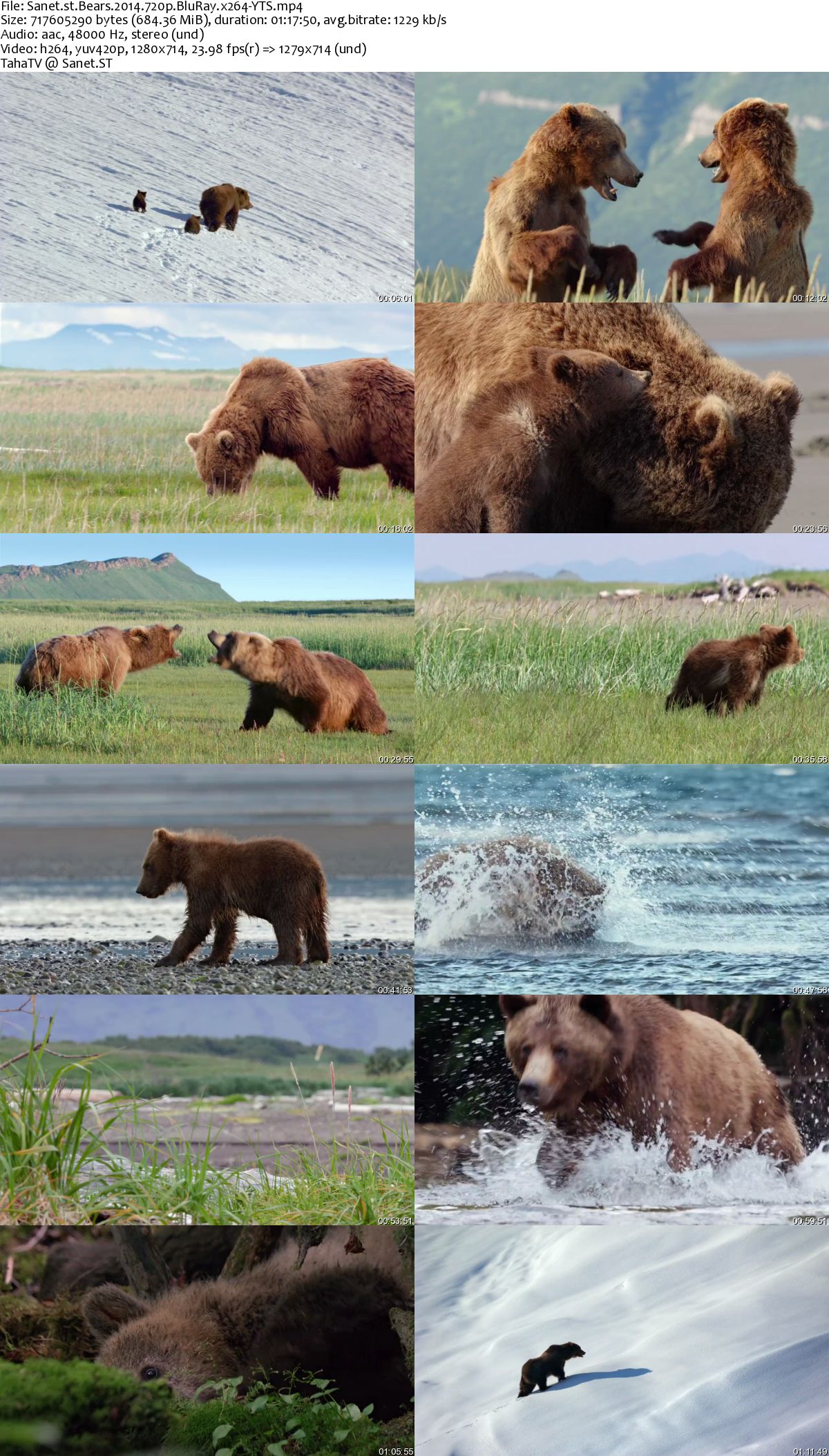 Bears 2014 720p BluRay x264-YTS | SoftArchive